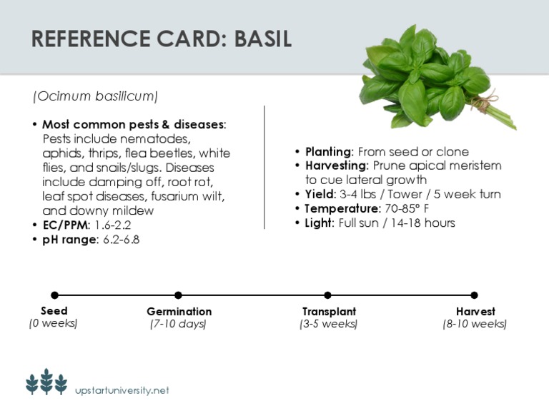 An Informative Reference Card on Growing Basil Hydroponically in a ...