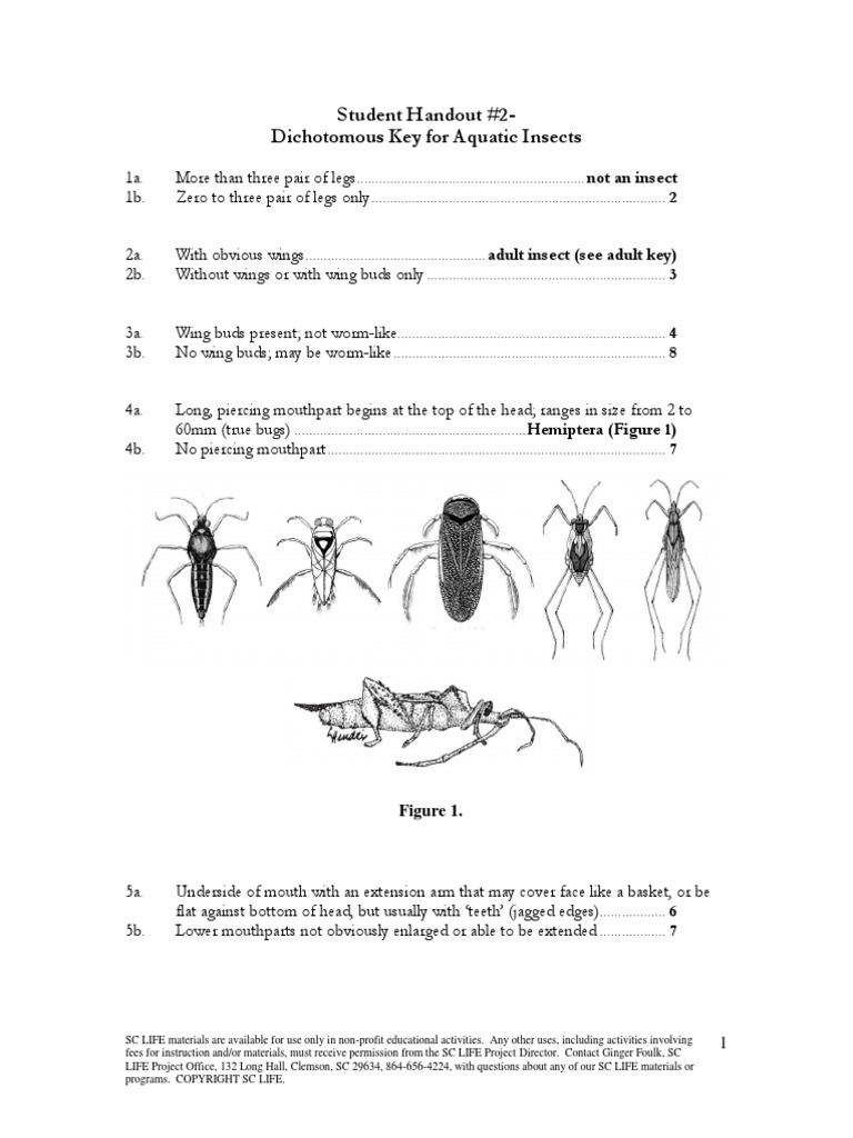Student Handout #2-Dichotomous Key For Aquatic Insects | PDF ...