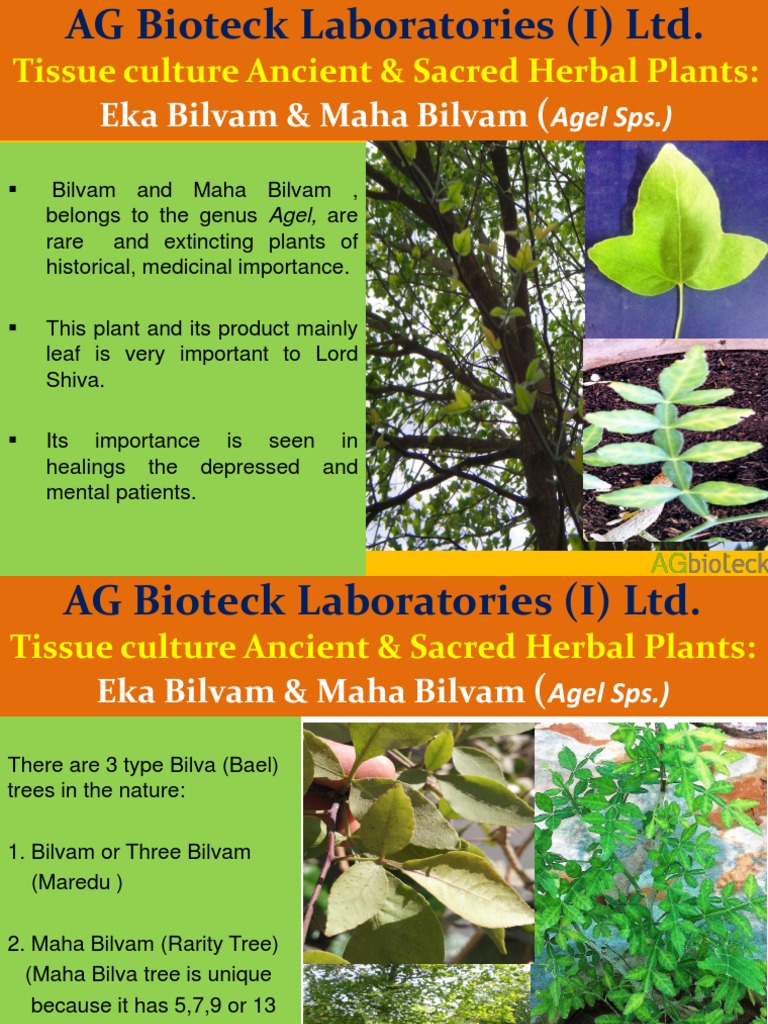 Eka Bilvam & Maha Bilvam: Tissue Culture Ancient & Sacred Herbal Plants ...