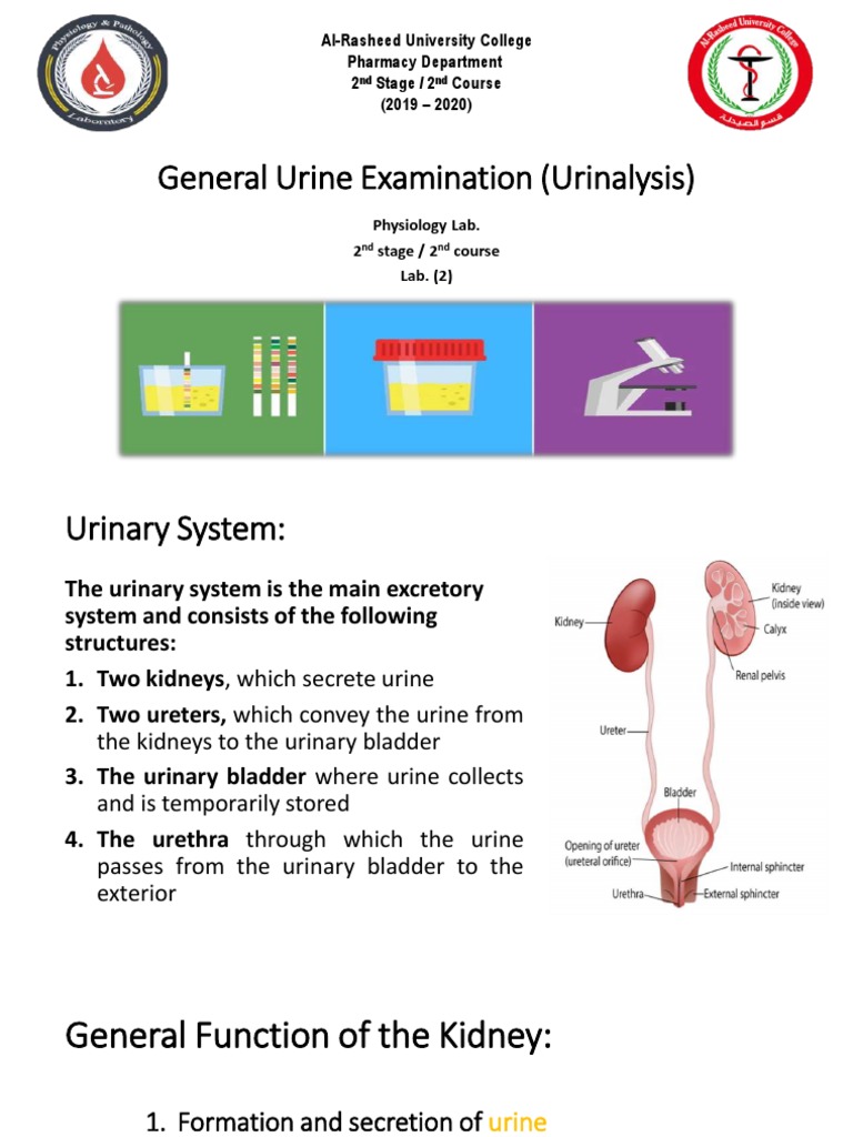 General Urine Examination Overview | PDF | Urine | Urinary System