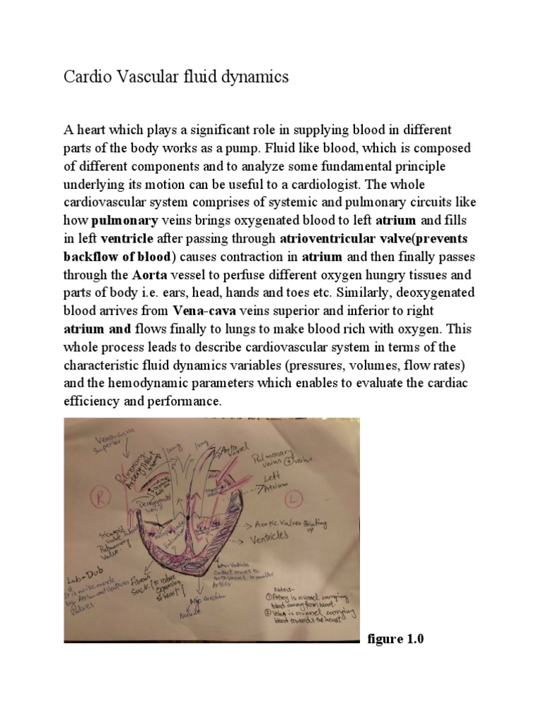 Heart Essay | PDF | Heart | Circulatory System