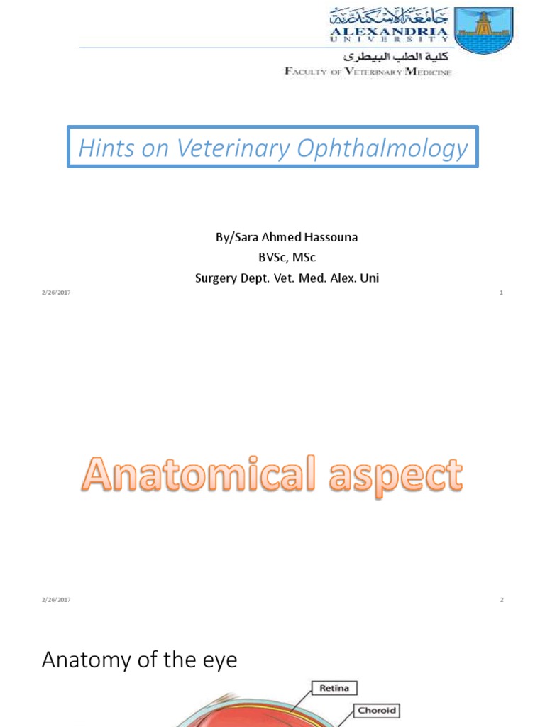 Veterinary Eye Conditions Overview | PDF | Diseases Of The Eye And ...