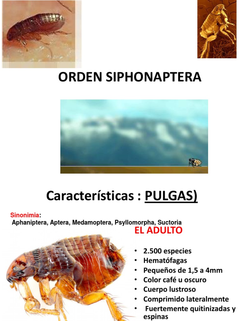 Morfología, ciclo de vida y importancia médica de las pulgas (Orden ...