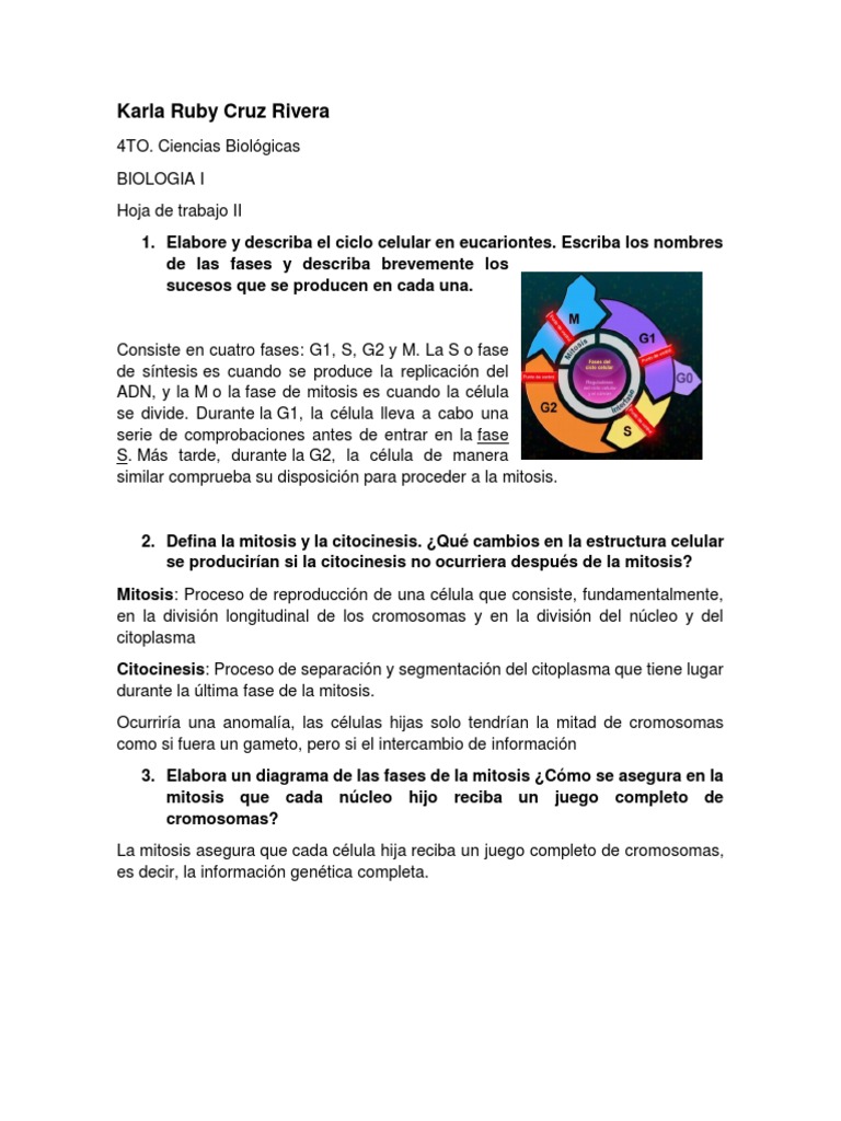 Hoja de Trabajo Biología | PDF | Mitosis | Mitosis