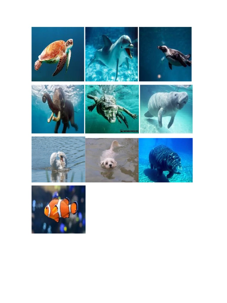 Animales Que Nadan y Buela | PDF