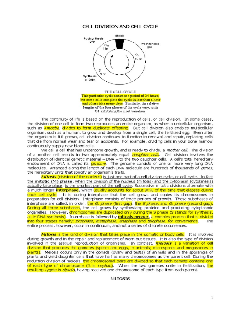 Cell Division: Mitosis and Meiosis Explained | PDF | Meiosis | Mitosis