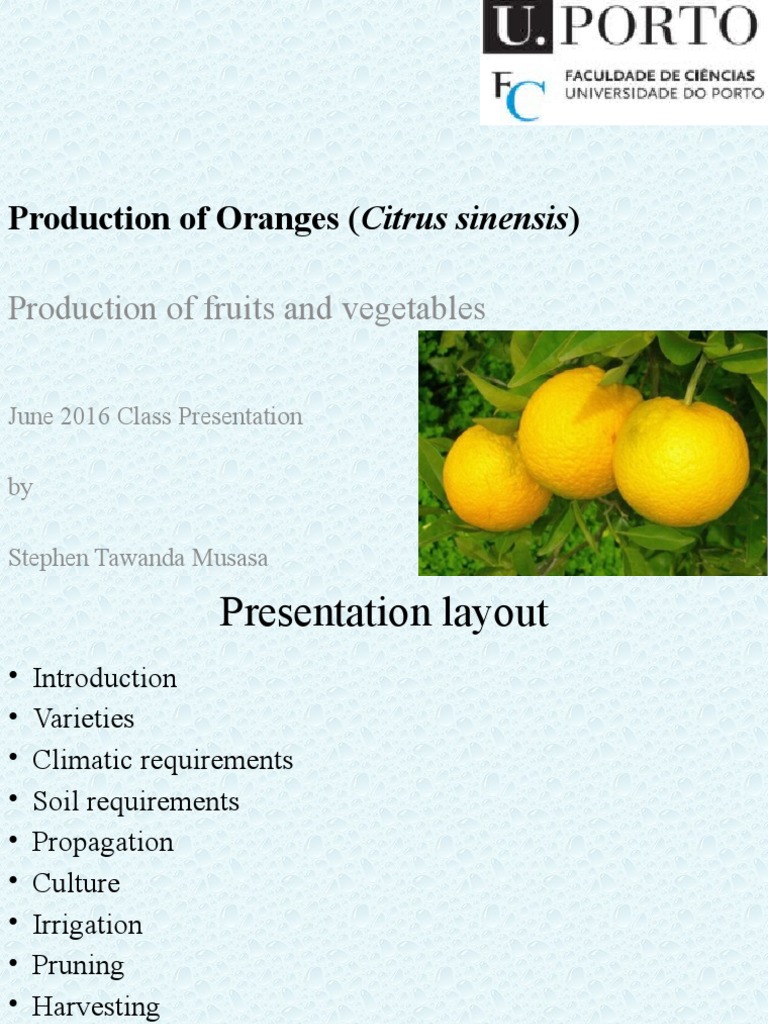 Production of Oranges (Citrus Sinensis) | PDF | Orange (Fruit) | Citrus