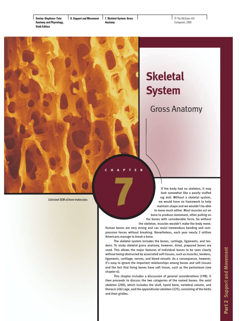Skeletal System: Gross Anatomy | PDF | Skull | Anatomy