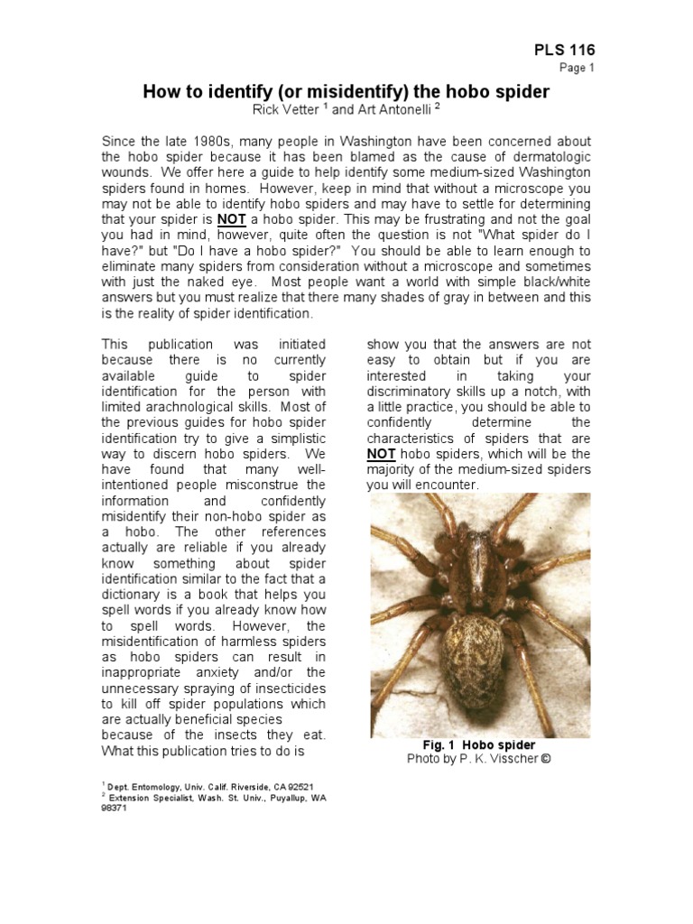 Hobo Spider Identification | PDF