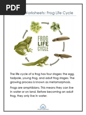 Tadpole To Frog Worksheet