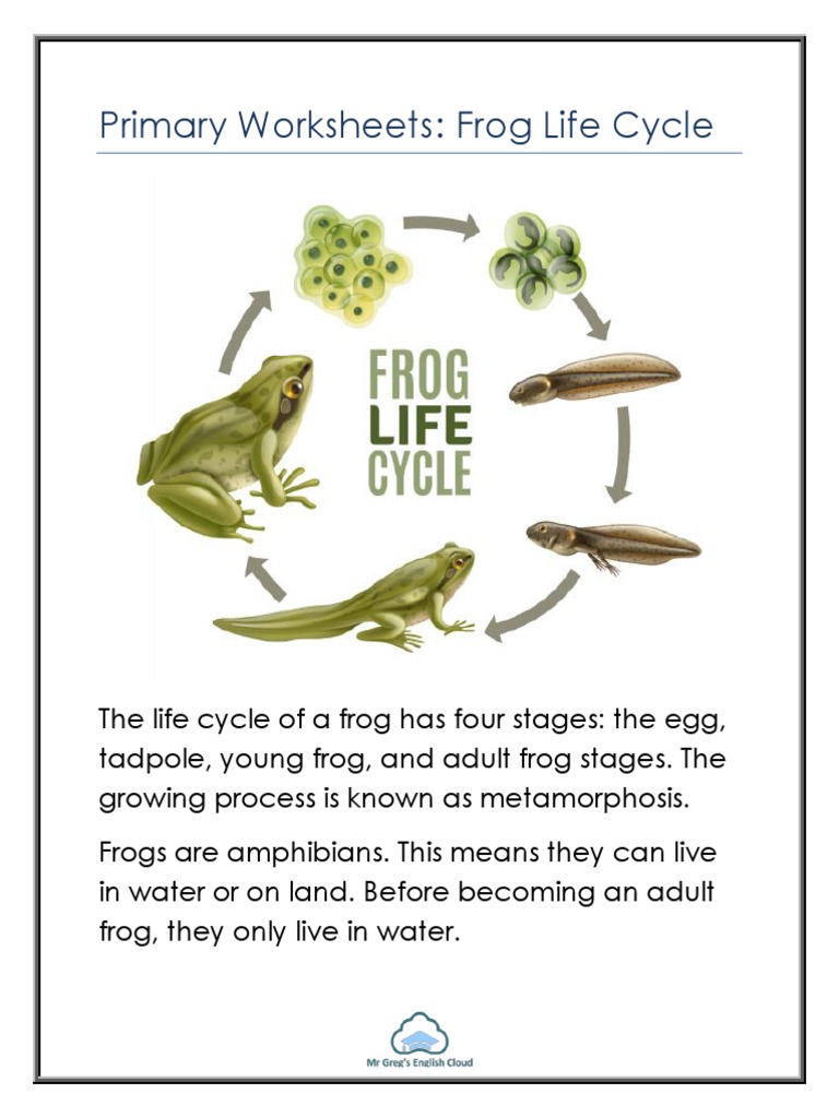 Frog Metamorphosis Stages