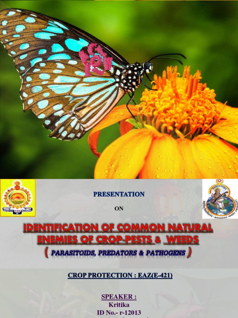 Predators Parasitoids PDF | PDF | Fly | Parasitism