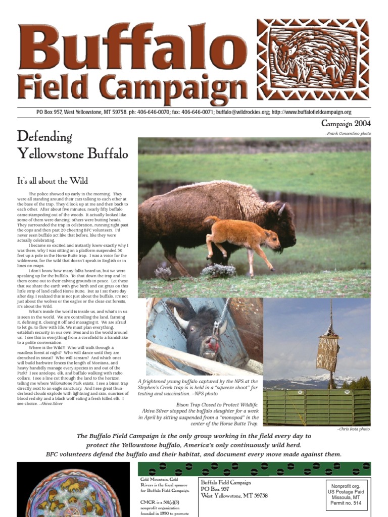 Defending Yellowstone Buffalo: Campaign 2004 | PDF | American Bison | Bison
