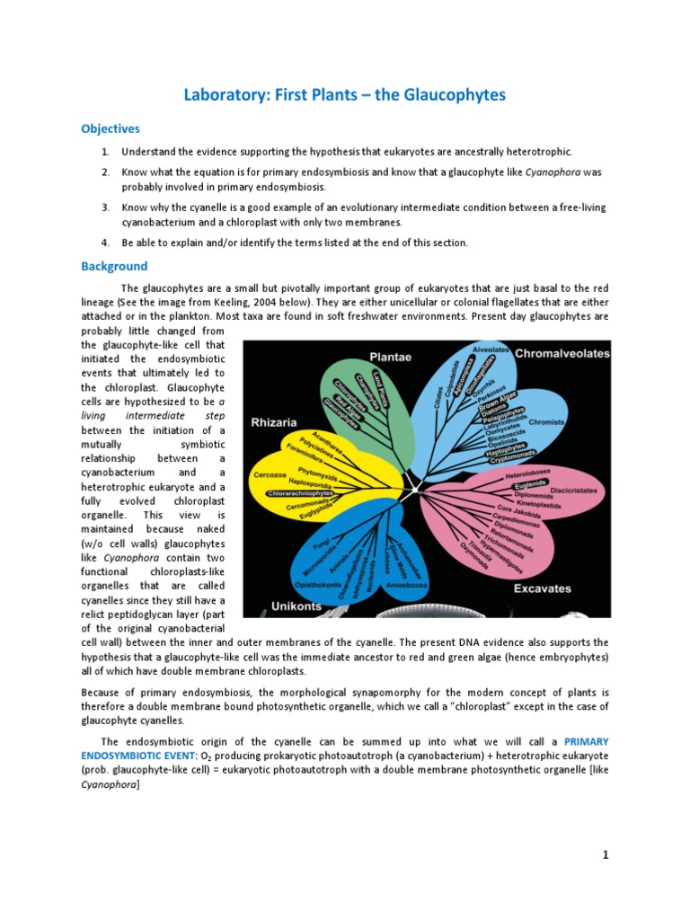 Glaucophyte Lab | PDF | Cyanobacteria | Chloroplast