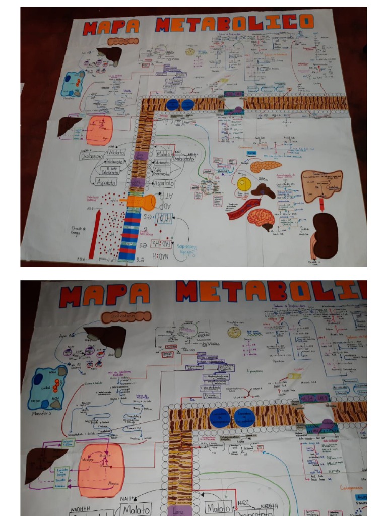 Mapa Metabólico | PDF