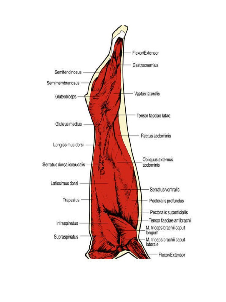 Musculos de Un Bovino 2 | PDF