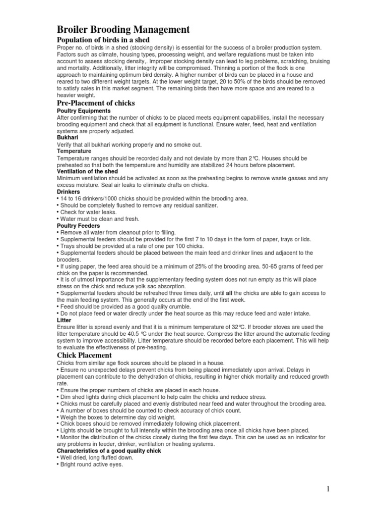 Broiler Brooding Management | PDF | Broiler | Poultry Farming