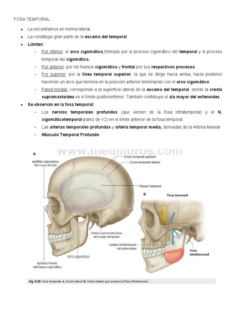 Fosa Temporal Infratemporal, Atm y Pterigopalatina | PDF | Articulación ...