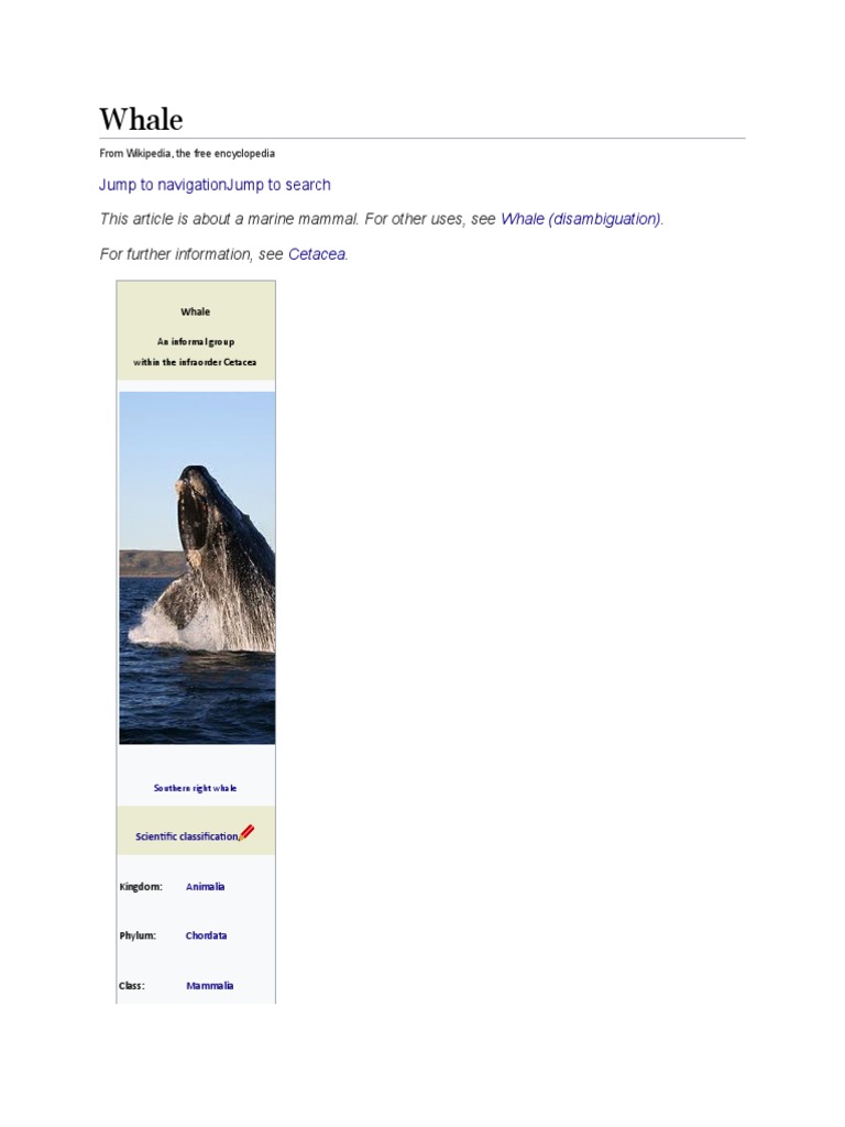 Whale: Jump To Navigationjump To Search | PDF | Whales | Cetacea