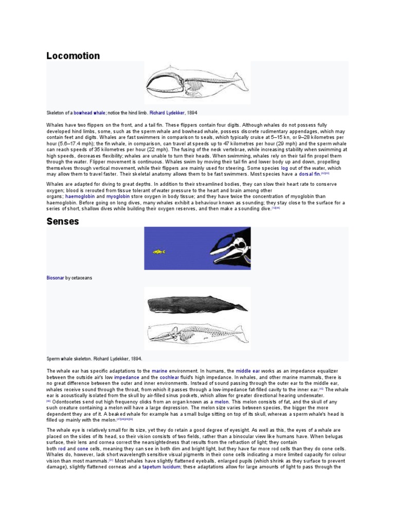 Locomotion: Log Dorsal Fin | PDF | Whales | Cetacea