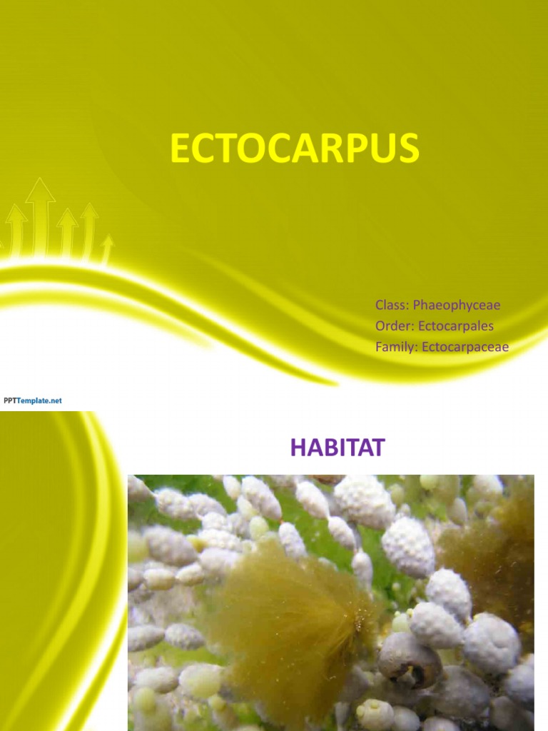 Ectocarpus: Class: Phaeophyceae Order: Ectocarpales Family: Ectocarpaceae | PDF | Biological ...