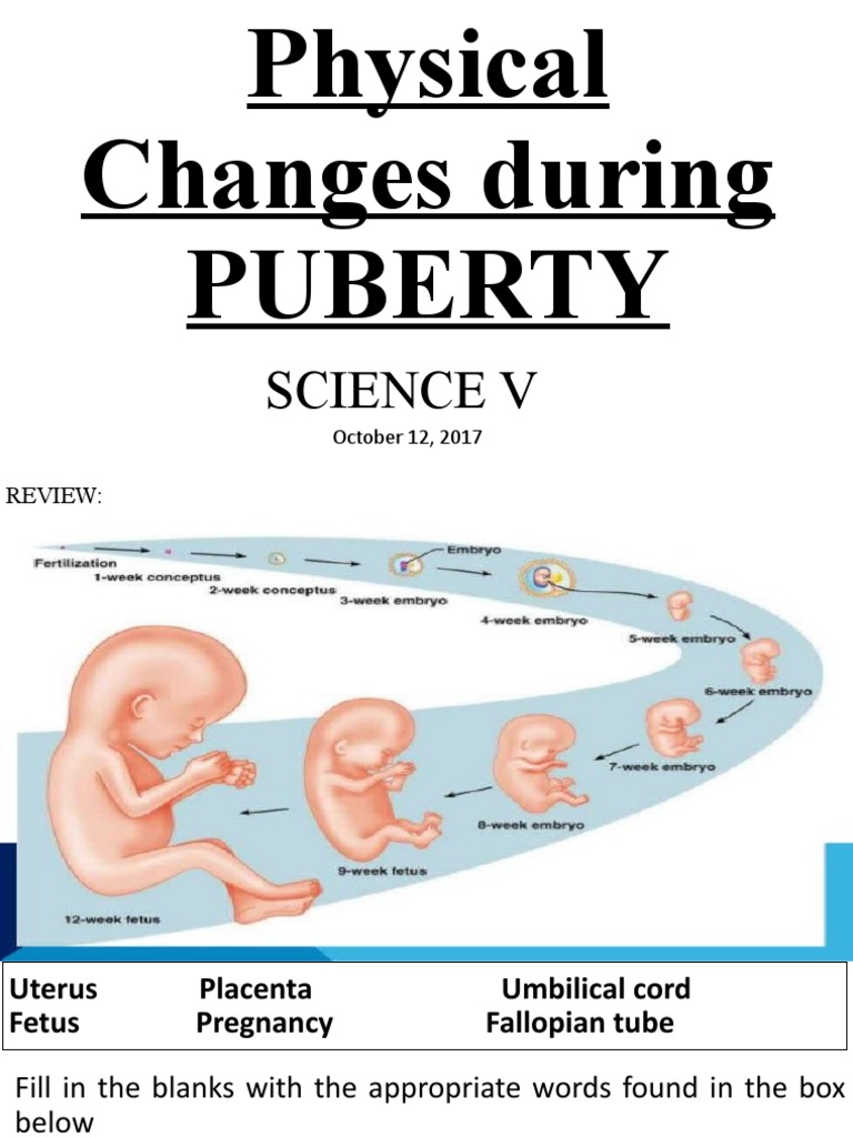 Puberty changes explained | PDF | Puberty | Fetus