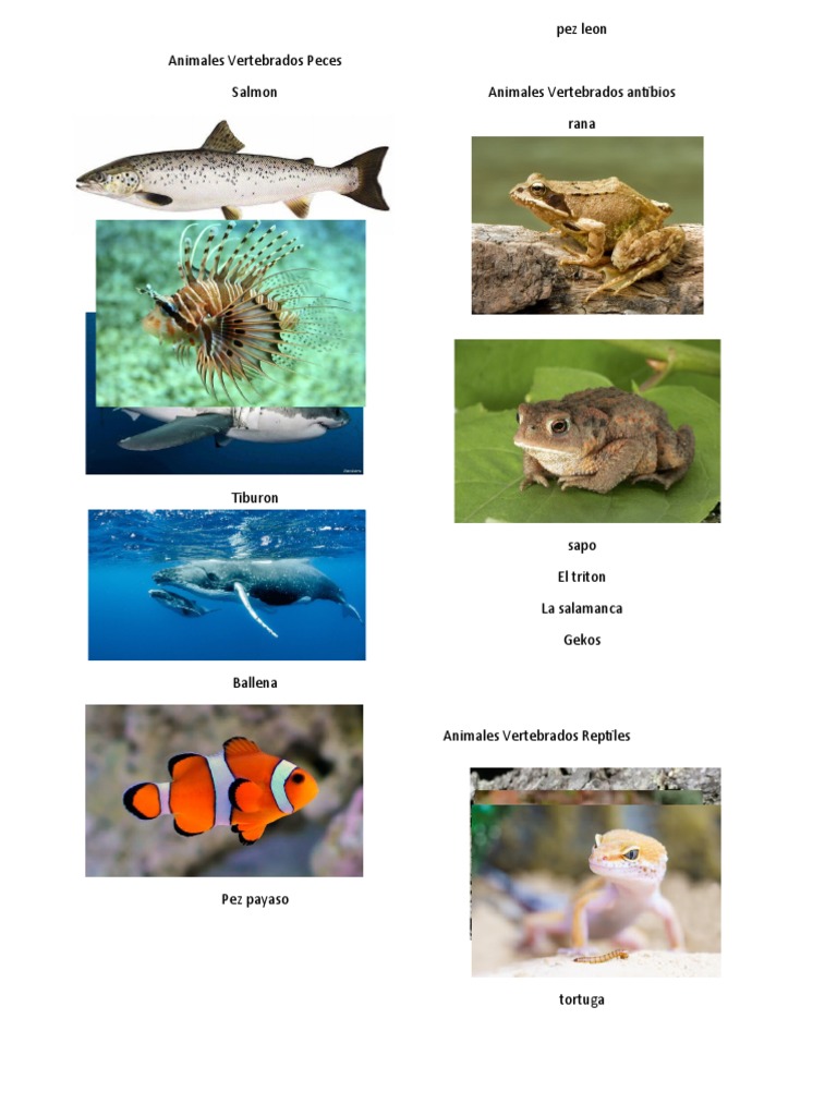 Animales Vertebrados Peces | PDF | Taxa | Organismos
