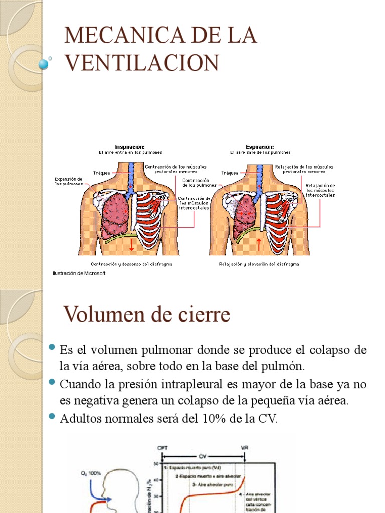 MECANICA DE LA VENTILACION Fisio Todo | PDF | Sistema respiratorio | Respiración