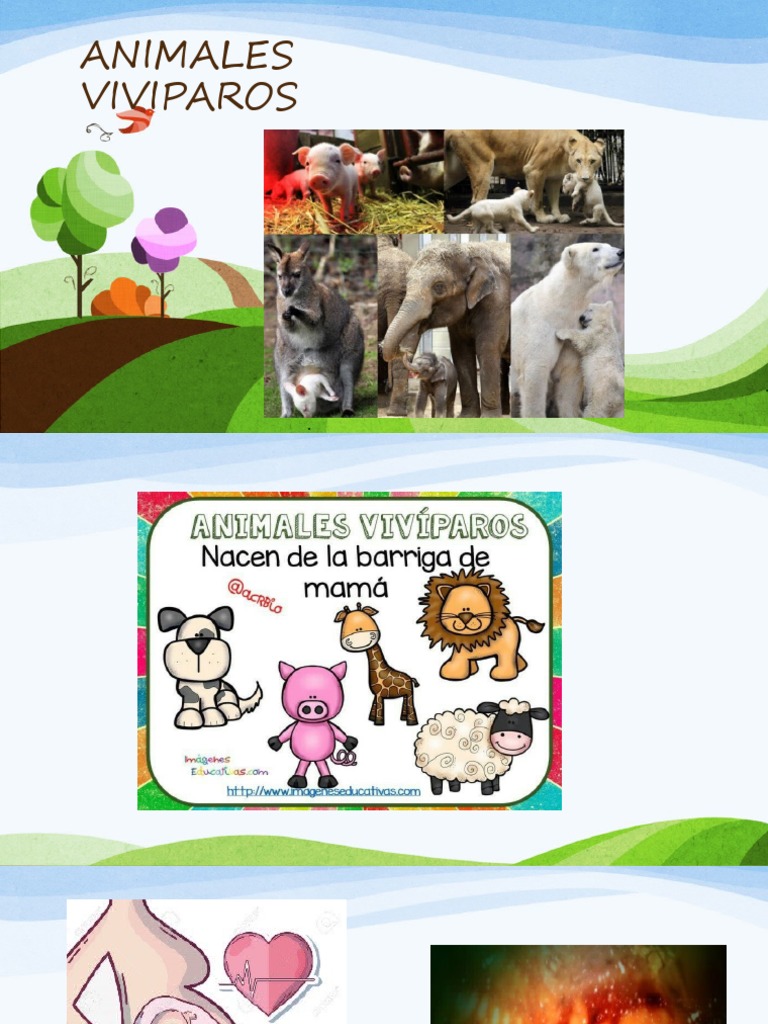 Animales Viviparos | PDF