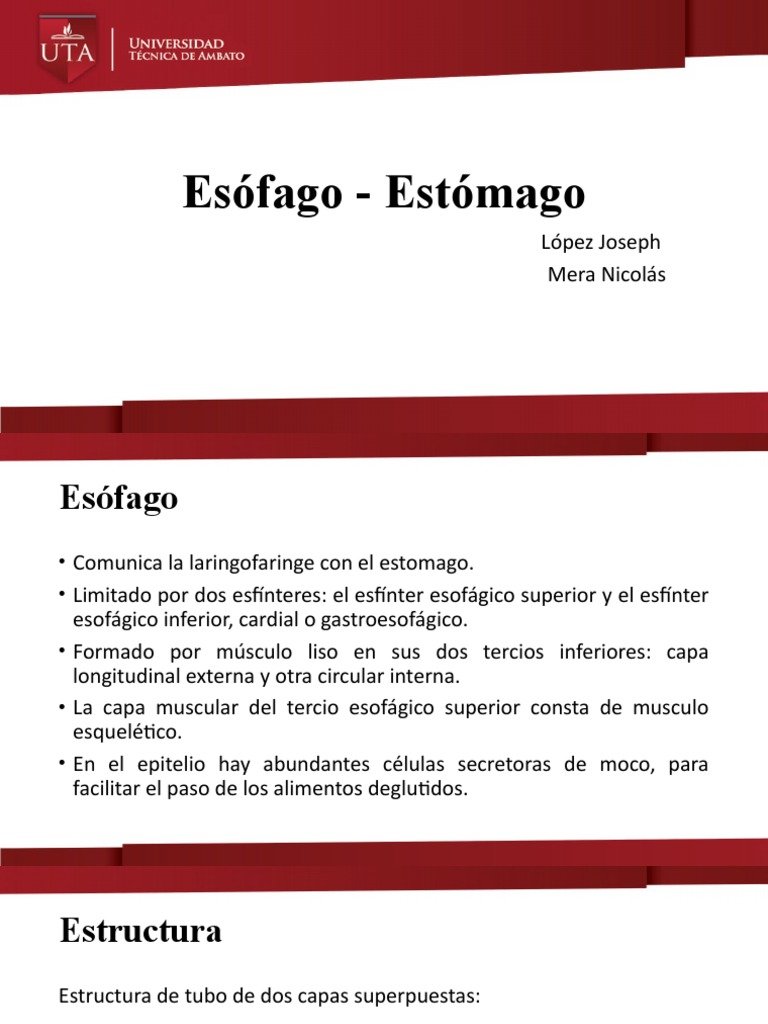 Esófafo Estómago | PDF | Estómago | Esófago