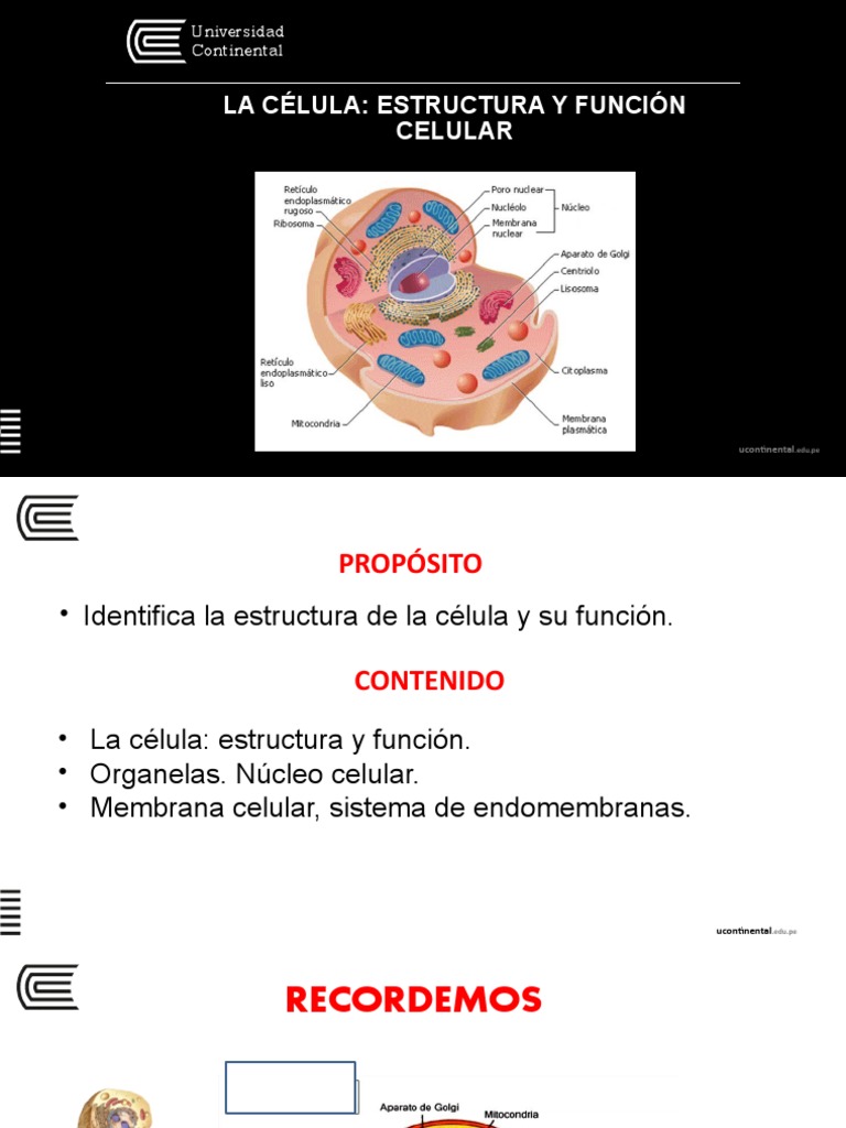 Semana 6 Estructura y Funcion Celular | PDF | Citoplasma | Biología ...