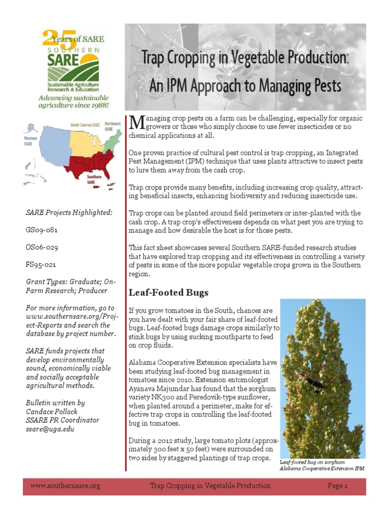 Trap Cropping in Vegetable Production: An IPM Approach To Managing ...