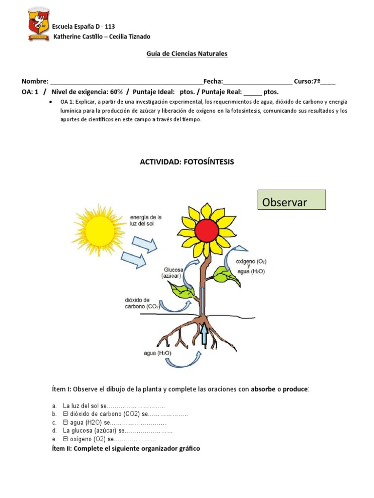 Guía de Fotosíntesis para 7º Grado | PDF | Ciencia y matemáticas