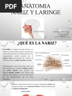 Triangulo de Farabeuf | PDF | Anatomía humana | Cabeza y cuello humanos