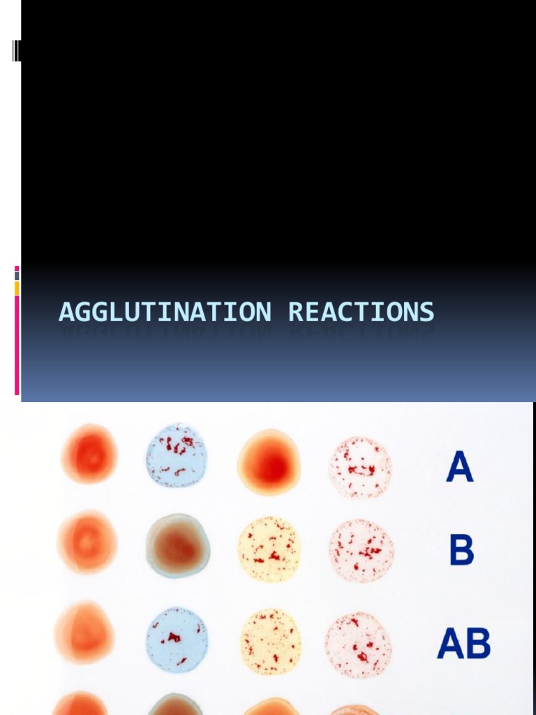 Agglutination Reactions | PDF | Antibody | Antigen