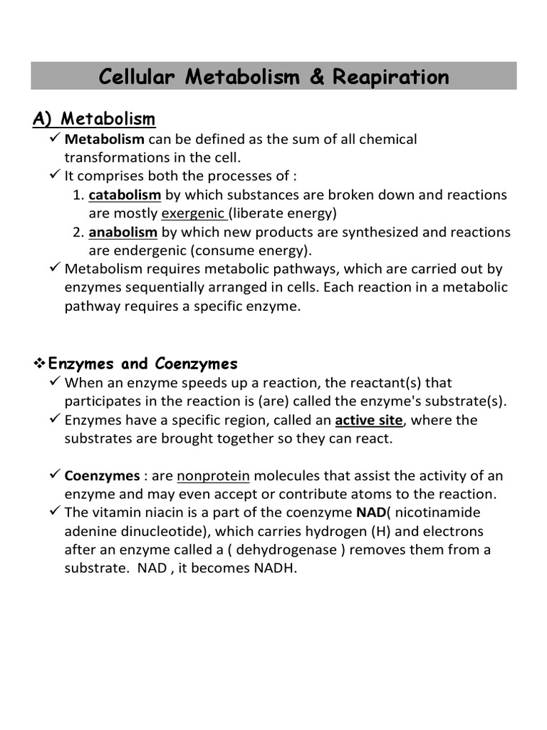 Cellular Metabolism & Reapiration | PDF | Cellular Respiration ...