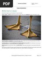 Feet and Claws | PDF | Claw | Birds