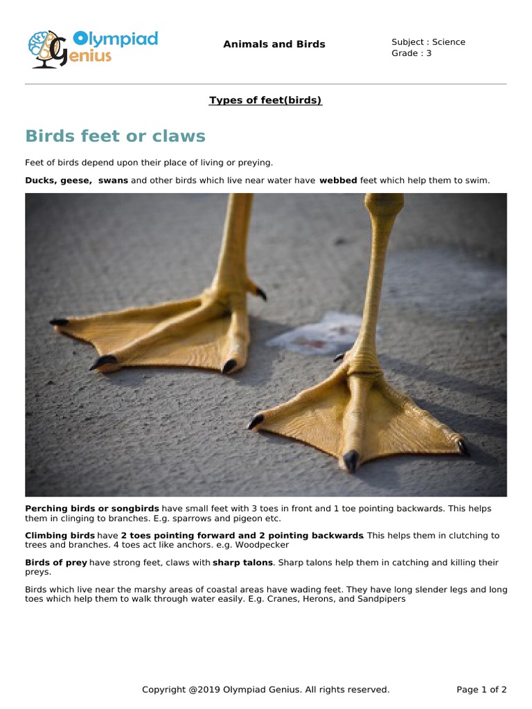 Types of Birds Feet | PDF | Social Science | Home & Garden