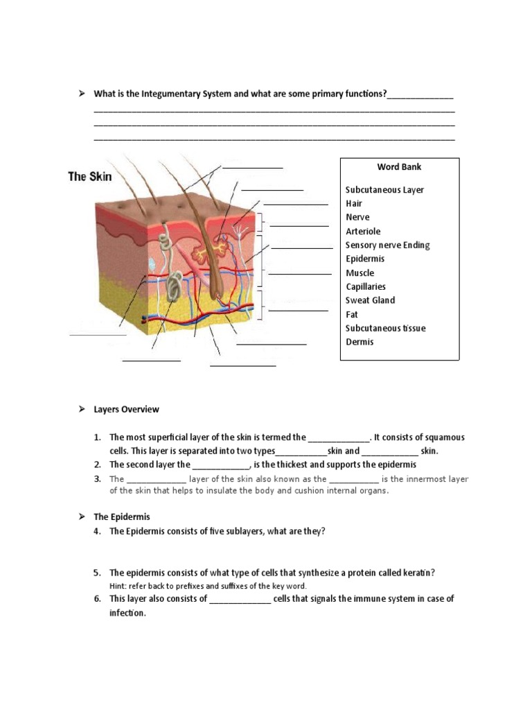 Week 4 Sessions 1 and 2 Handout | PDF | Skin | Physiology
