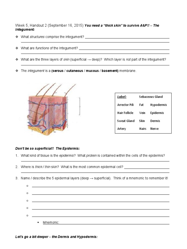 Dermis Worksheet | PDF | Integumentary System | Skin
