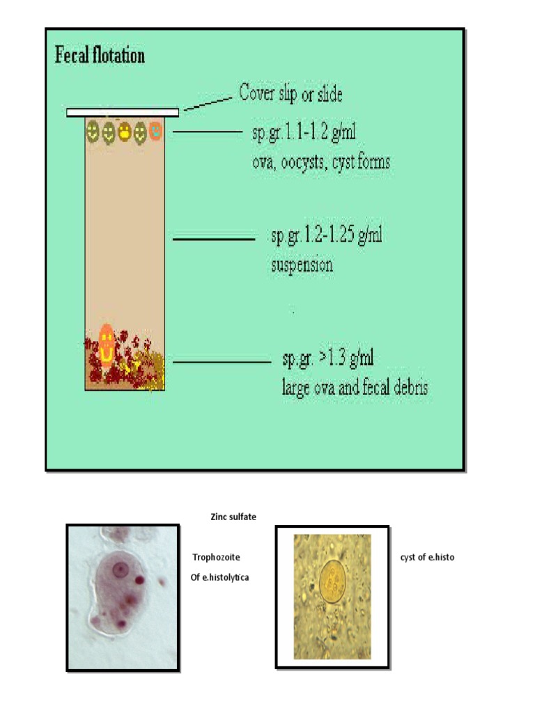 Life Cycles and Stages of Parasites | PDF