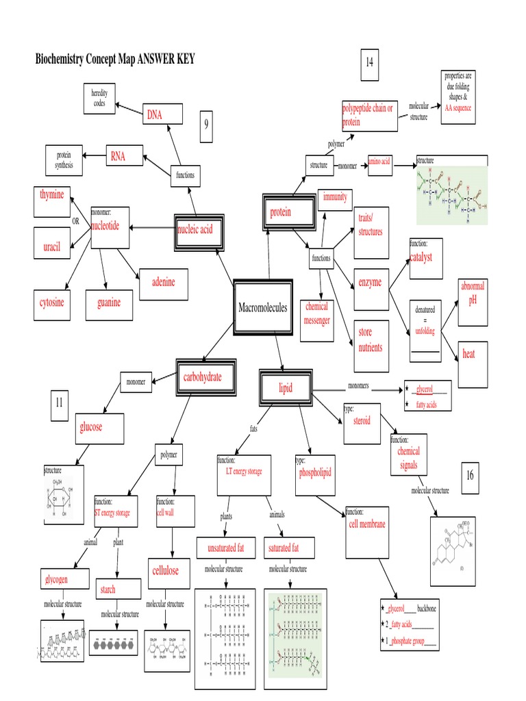 Biochemistry Concept Map ANSWER KEY: Protein Thymine | PDF ...