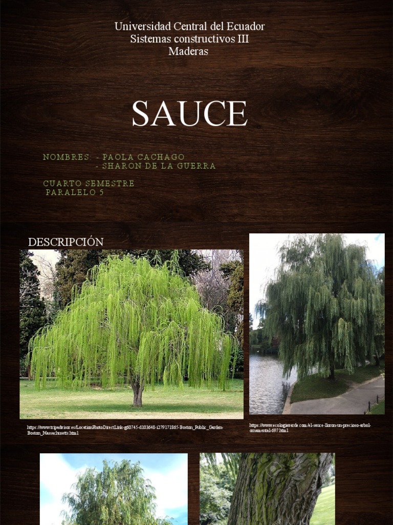 SAUCE | PDF
