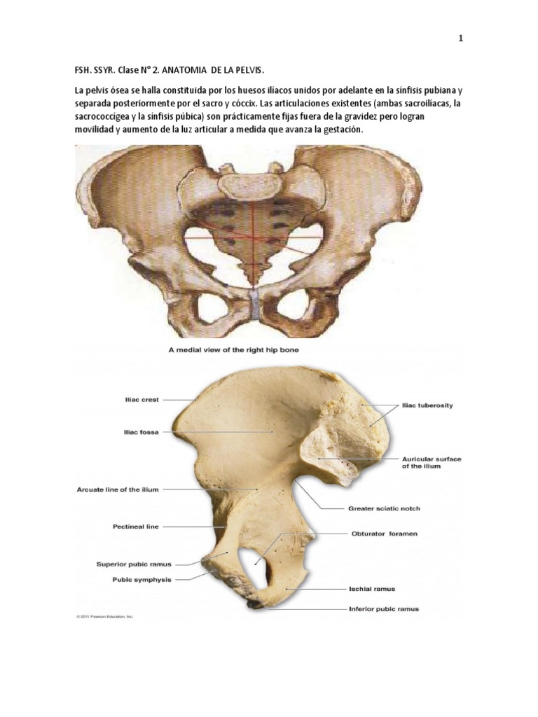 Anatomía de la pelvis ósea materna | PDF | Pelvis | Sistema esquelético