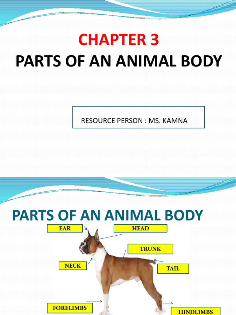 Parts of An Animal Body: Resource Person: Ms. Kamna | PDF
