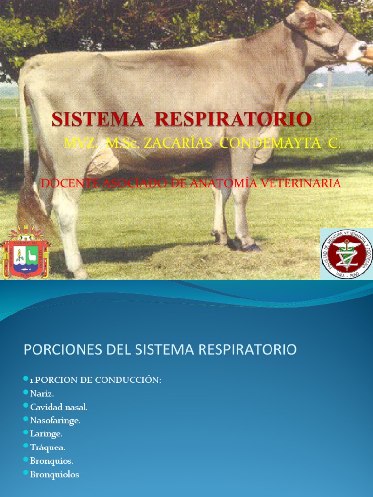 Sistema Respiratorio Animal | PDF | Pulmón | Anatomía humana