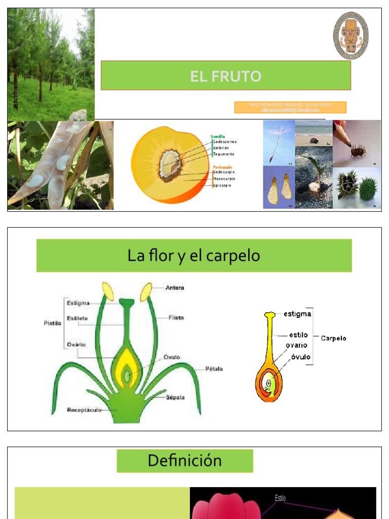 Tipos y funciones del fruto en plantas | PDF | Fruta | Flores