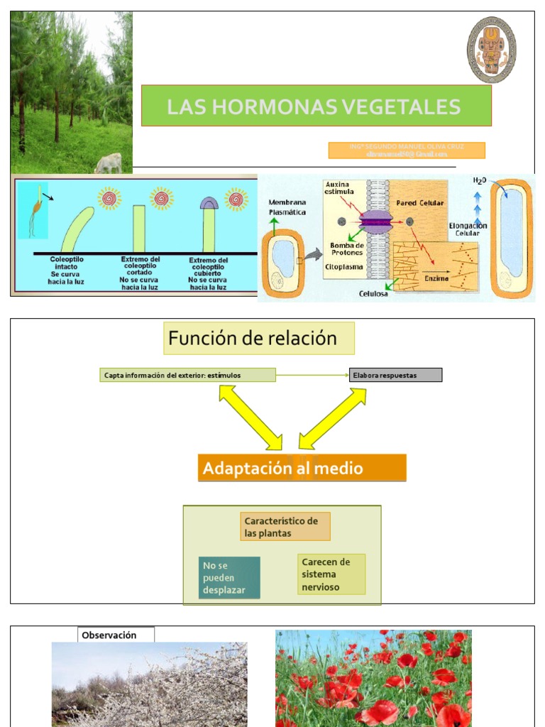 Las Fitohormonas | PDF | Raíz | Auxina