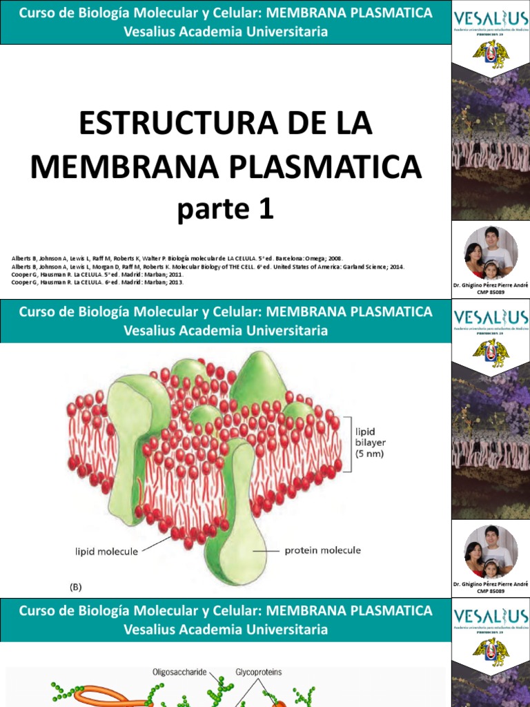 Estructura De La Membrana Plasmatica: parte 1 | Lípido | Biología