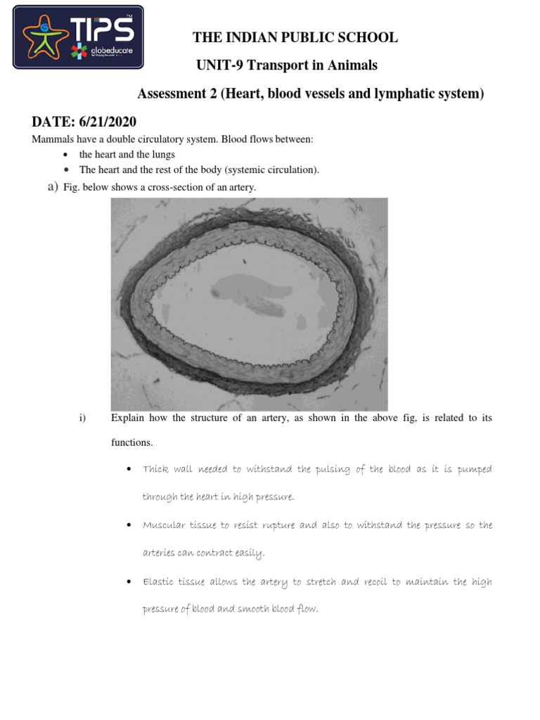 Transport in Animals - Assessment 2-QP | PDF | Artery | Heart Valve